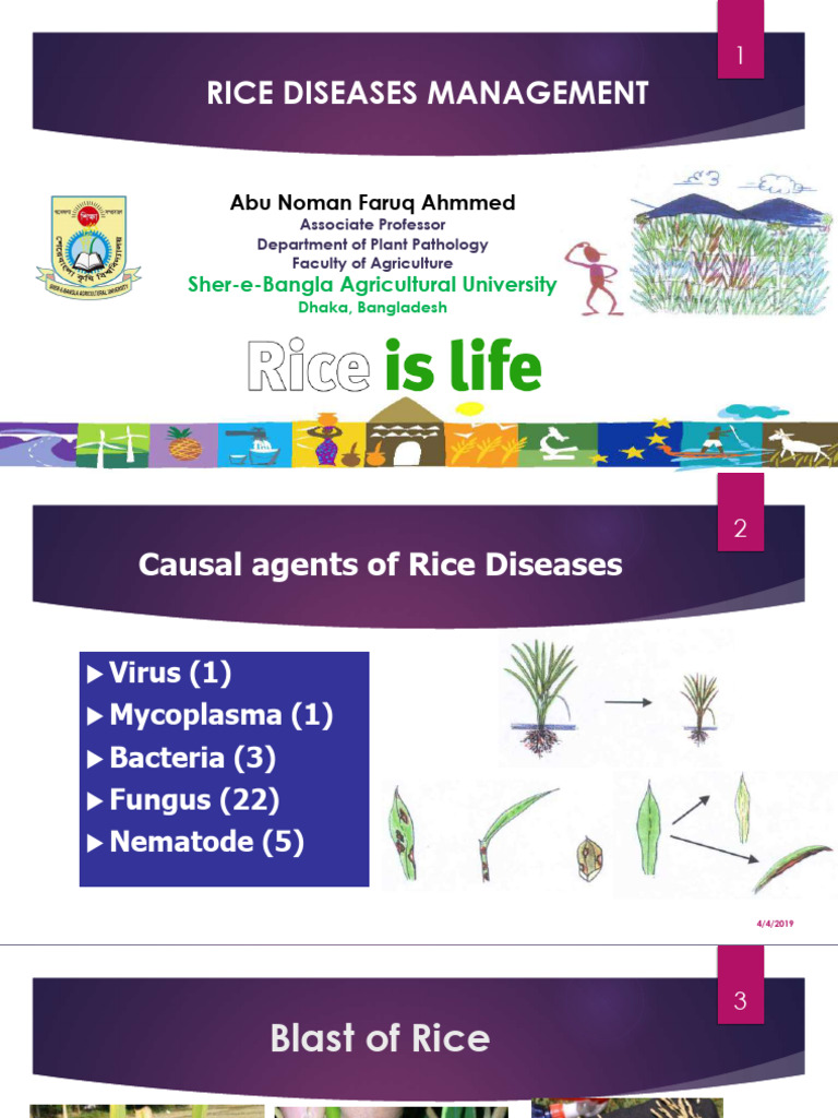 Plant Rice Disease Management | PDF | Rice | Agriculture