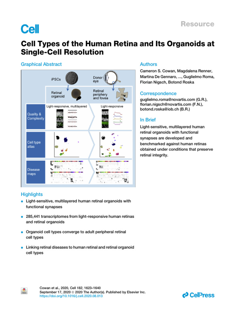 Cell Types of The Human Retina and Its Organoids at Single-Cell ...
