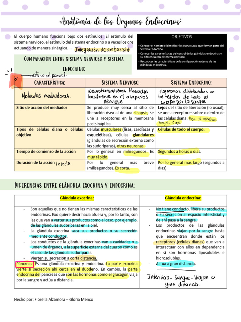 Anatomia de Los Organos Endocrinos | PDF | Sistema endocrino | Glándula ...