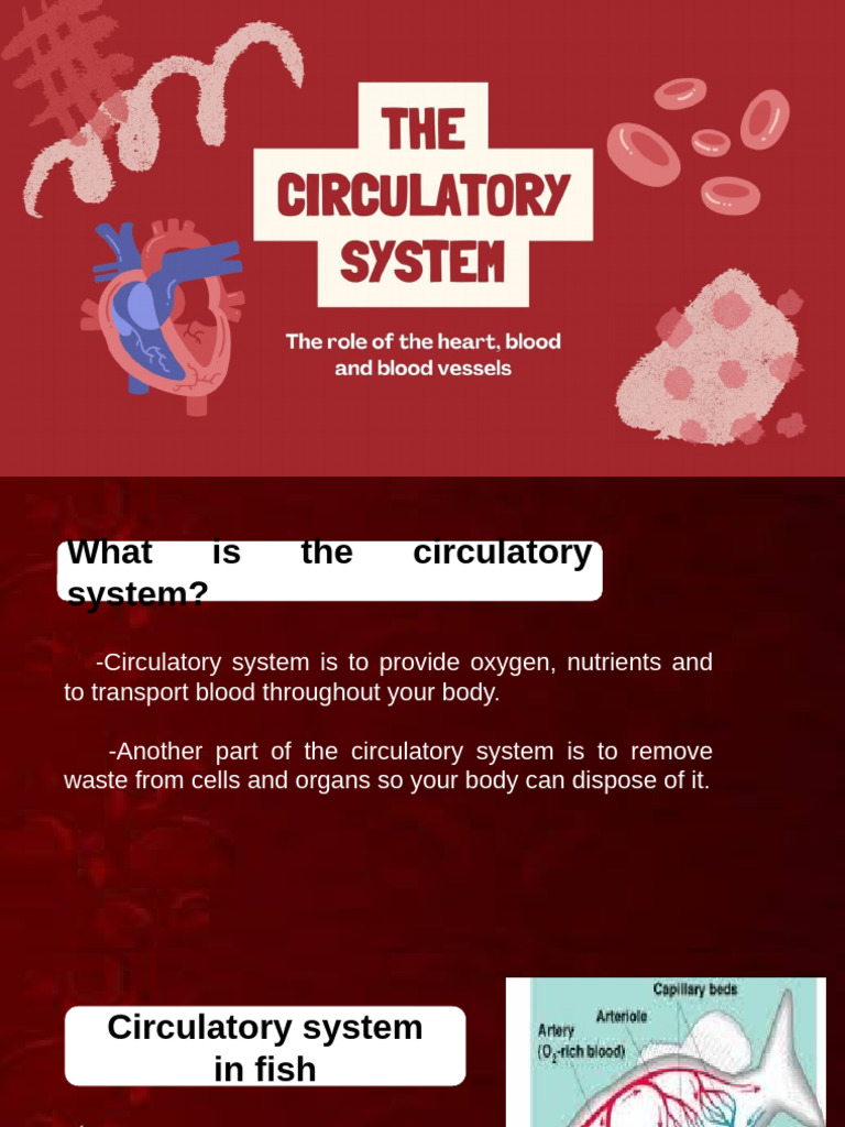 Fish Circulatory System Overview | PDF | Blood | Vein