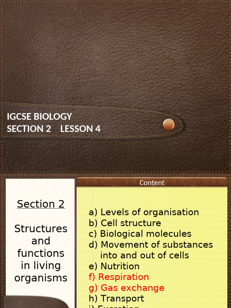 Biology Section 2 Lesson 4 | PDF | Respiratory System | Cellular ...