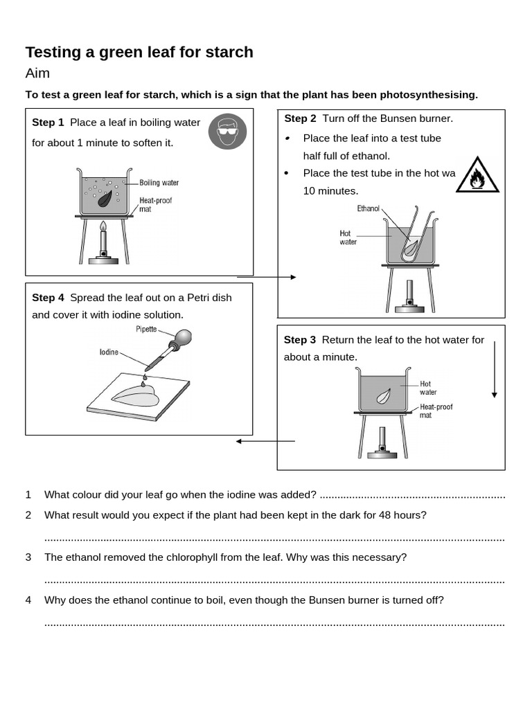 Starch Test | PDF | Wellness