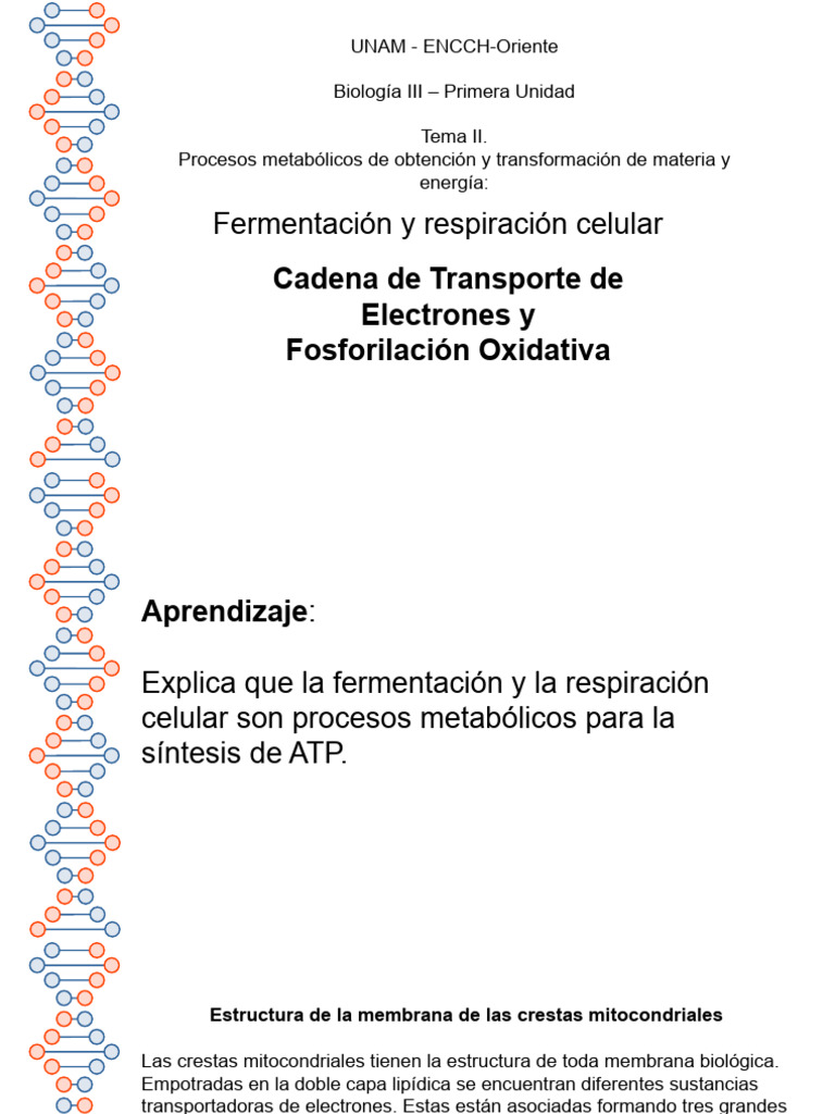 Cadena de Transp Elect y Fosf Oxid-Presentación | PDF