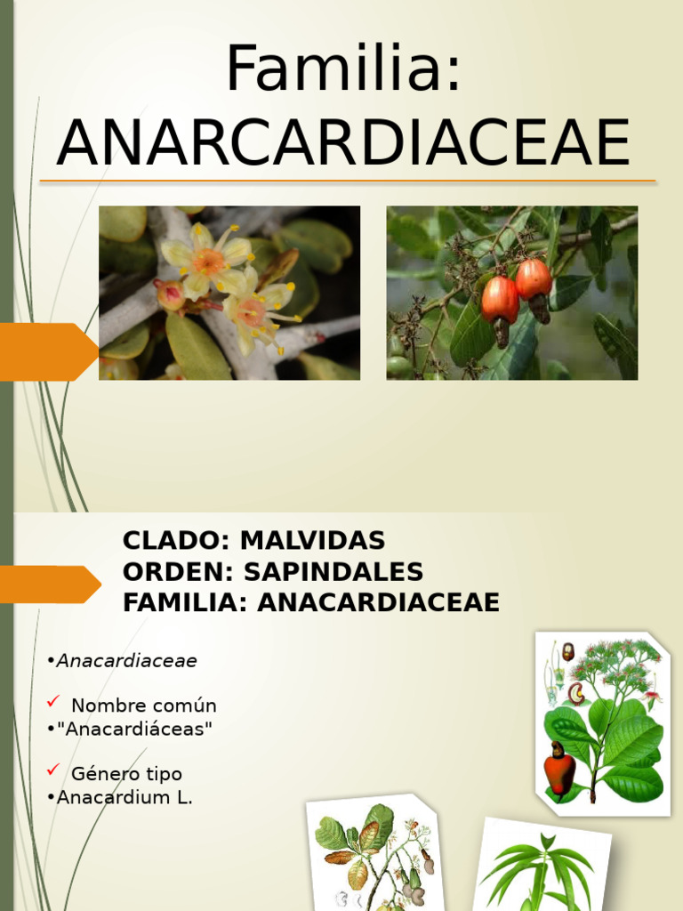Familia Anacardiaceae | PDF | Plantas