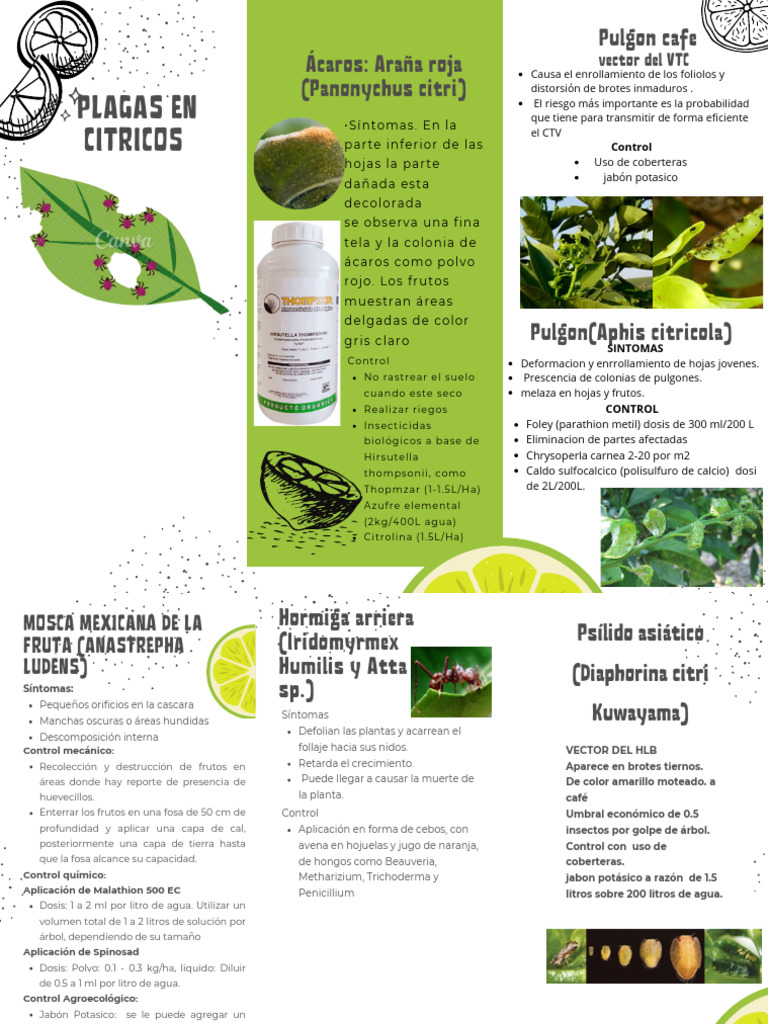 Control de Plagas en Cítricos: Ácaros y Pulgones | PDF | Agrios