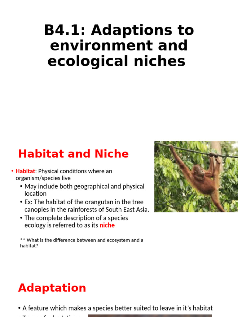 Habitat vs. Niche: Key Adaptations | PDF | Mimicry | Ecology