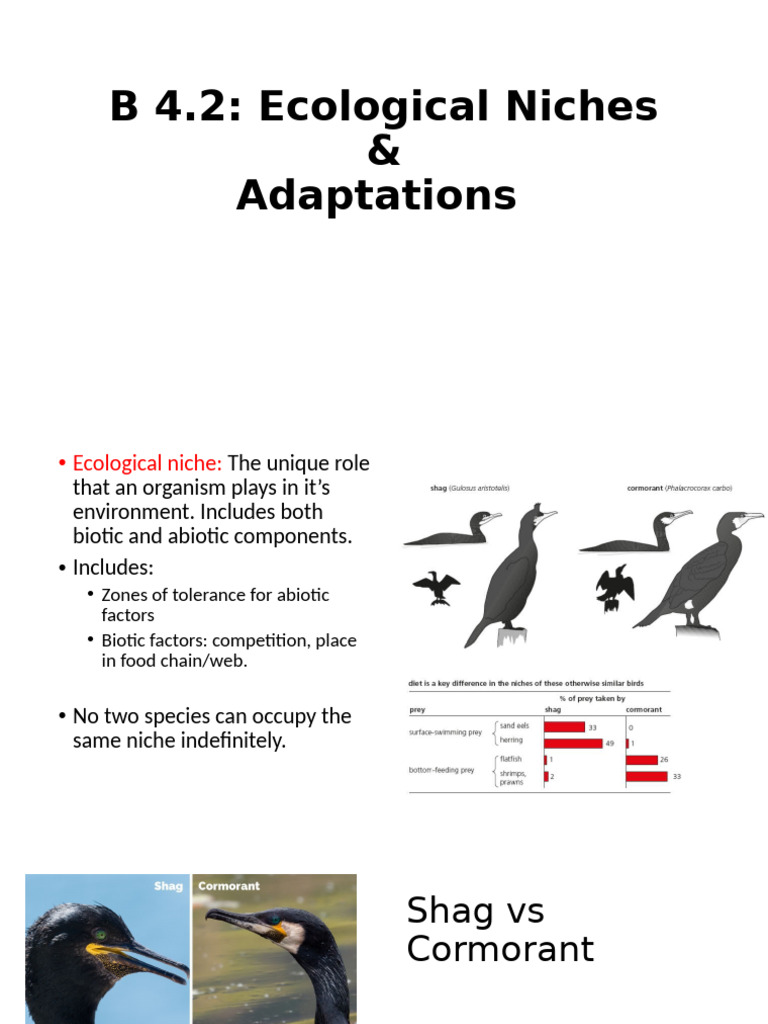 Understanding Ecological Niches | PDF | Hominidae | Ecological Niche
