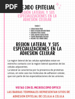 05 Tejidos Epiteliales III Especializaciones Del Dominio Basolateral ...
