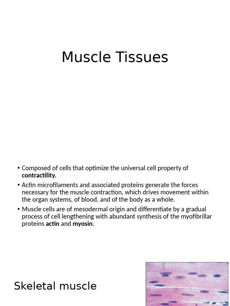 Muscle Tissues Laboratory | PDF | Neuromuscular Junction | Chemical Synapse