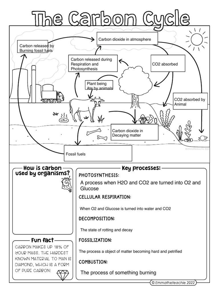 Carbon Cycle: CO2 and Nitrogen Processes | PDF