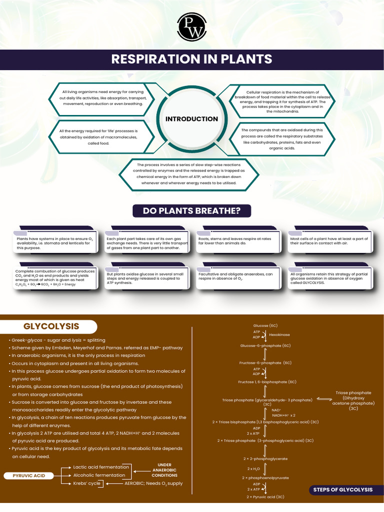 Plant Cellular Respiration Explained | PDF | Cellular Respiration ...