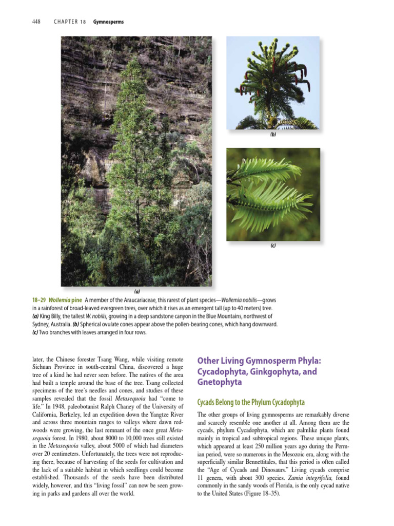 Biology of Plants - Cycadophyta, Ginkgophyta y Gnetophyta | PDF | Plant ...