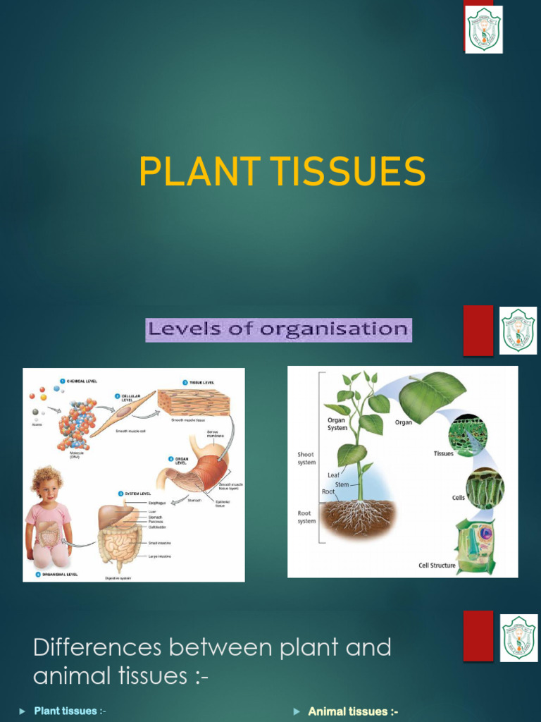 Plant Tissues | PDF | Tissue (Biology) | Epithelium