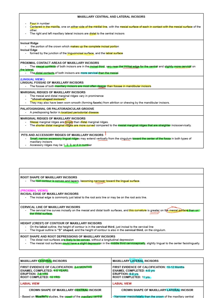 Maxillary Incisors 2 Pdf Dentistry Branches Tooth