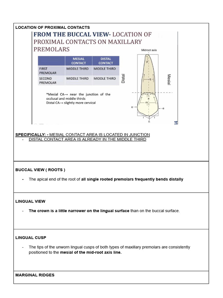 Maxillary Premolar Anatomy Guide | PDF | Dental Anatomy | Dentistry ...