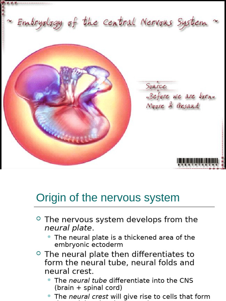 Lect 17 Embryology of CNS | PDF | Spinal Cord | Nervous System