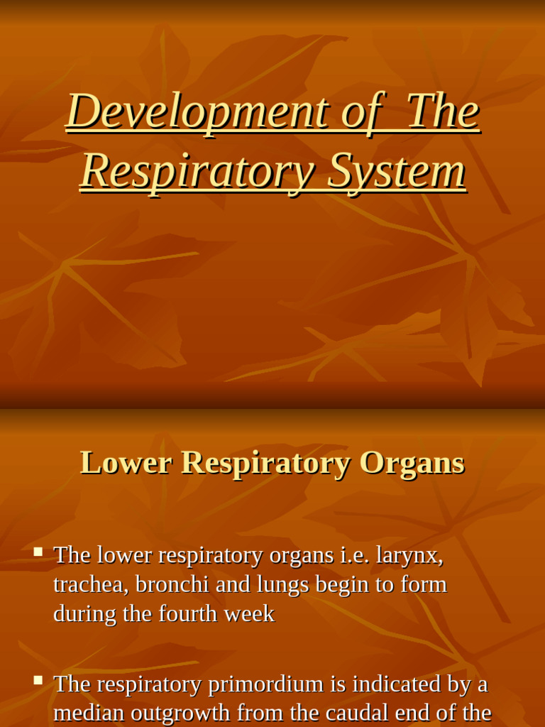 Lect 16 Respiratory System | PDF | Lung | Larynx