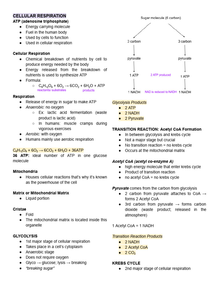 Bio Sci (f) Reviewer | PDF | Cellular Respiration | Adenosine Triphosphate