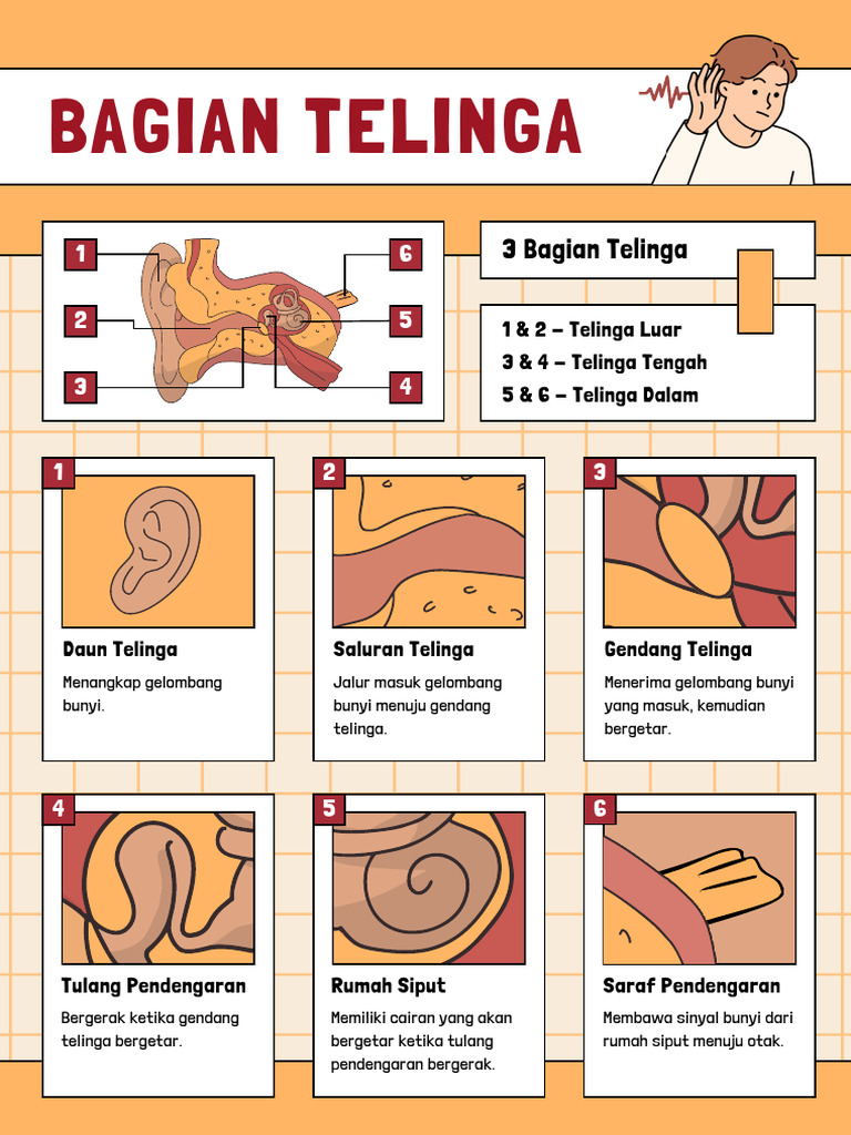 Bagian Telinga Poster Pendidikan Coklat Kuning Garis Sederhana | PDF ...
