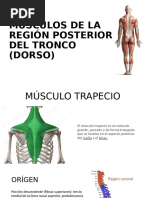 Anatomía de los Músculos Paravertebrales | PDF | Tejido suave ...