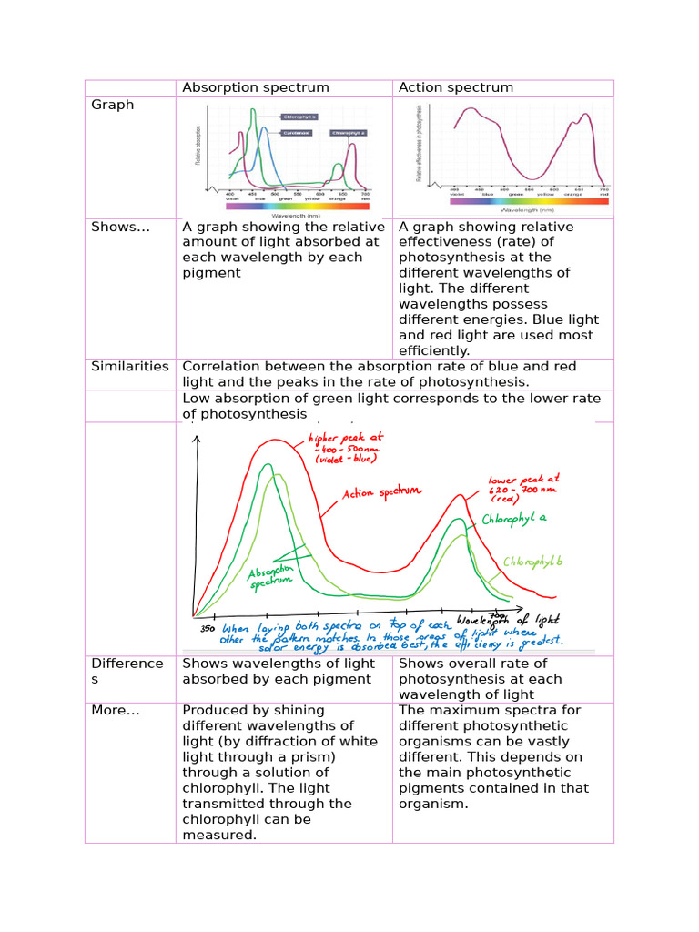 Biology Action Vs Absorption Spectrum | PDF | Science & Mathematics
