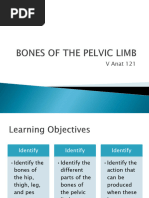 Cat Vs Dog Anatomy Anatomical Differences | PDF | Vertebra | Thorax