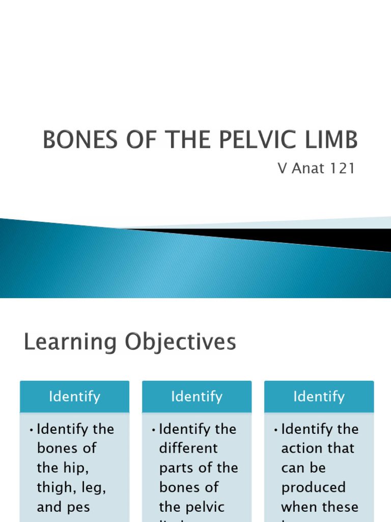 Pelvic Limb Anatomy and Function | PDF | Pelvis | Human Leg