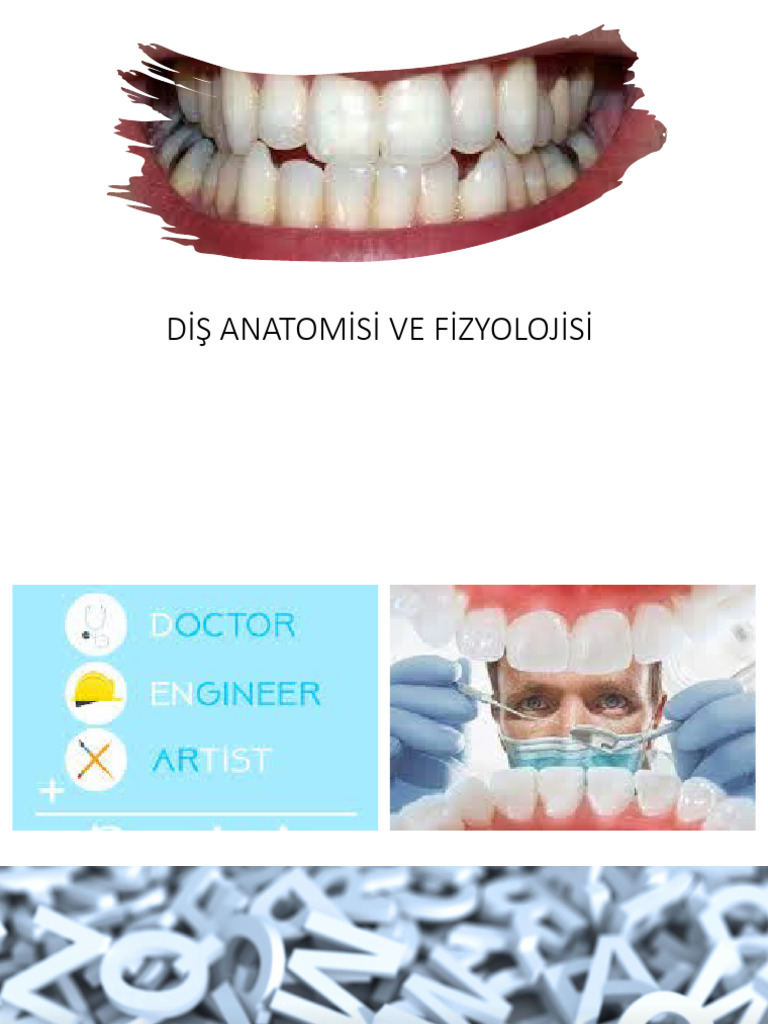Diş Anatomisi Ve Fizyolojisi | PDF