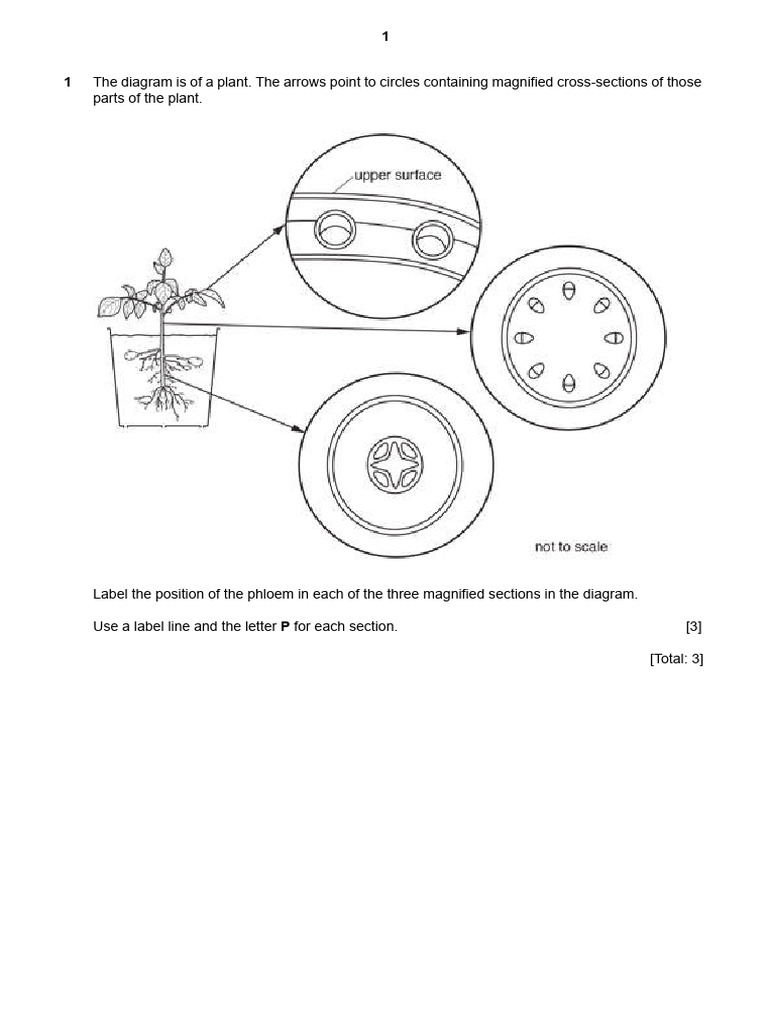 Plant Structure and Function Quiz | PDF | Plant Stem | Tissue (Biology)