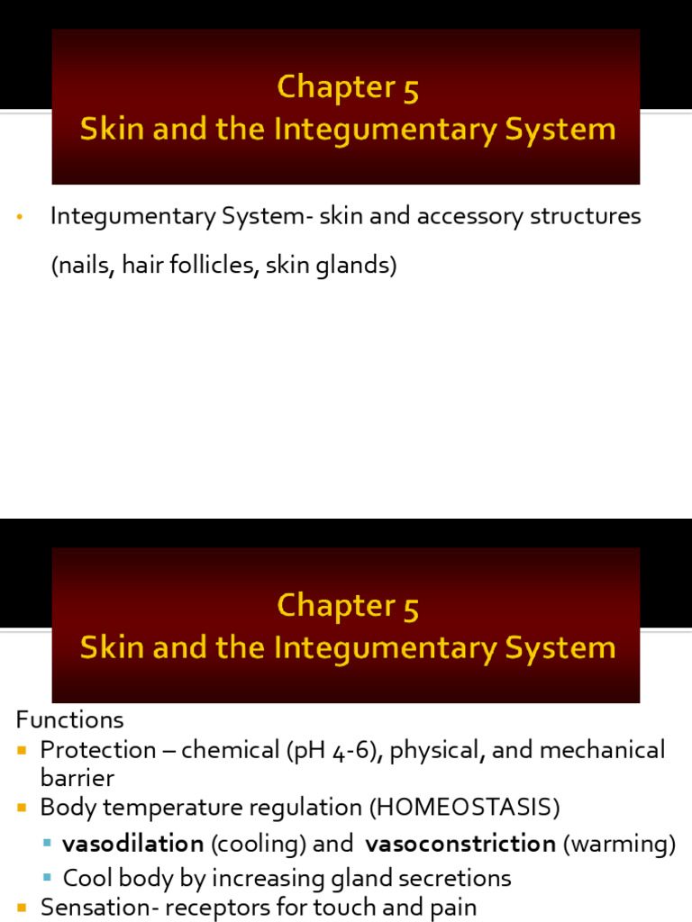 Ch 5 Integument Notes | PDF | Integumentary System | Skin