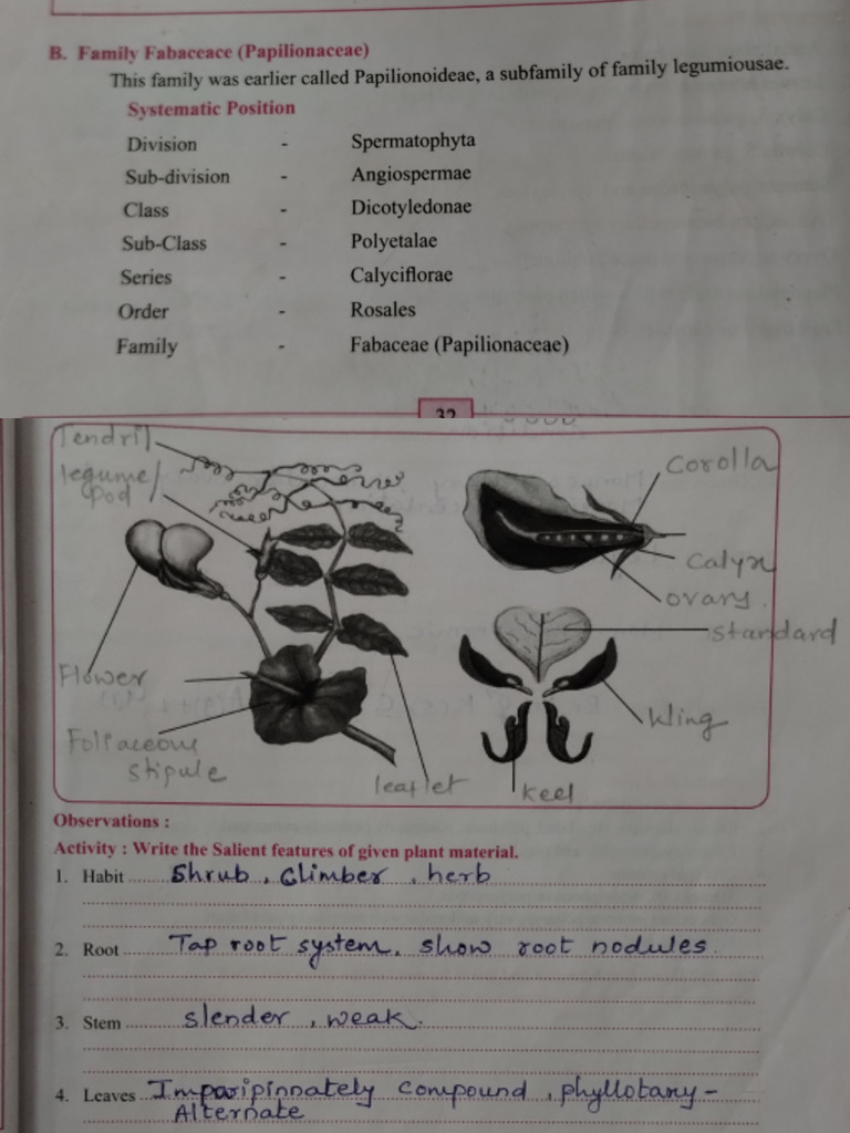Plant Family - Fabaceae | PDF