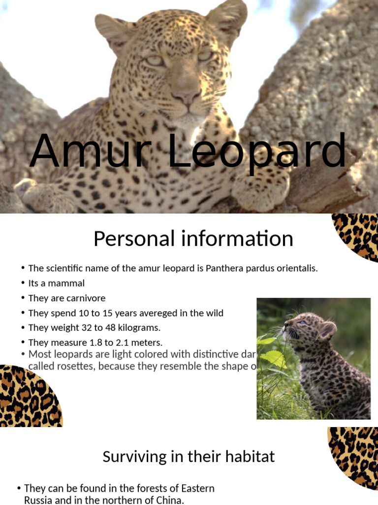 Amur Leopard | PDF