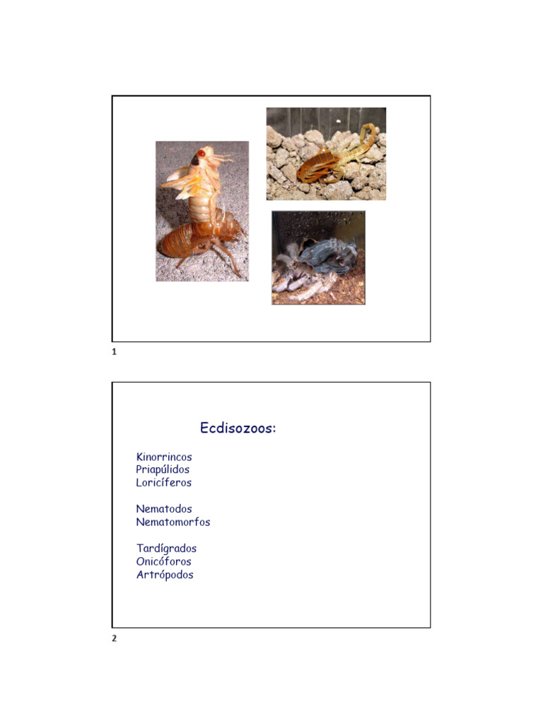 Scalidophora | PDF | Protostomas