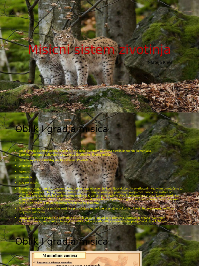 Misicni Sistem | PDF