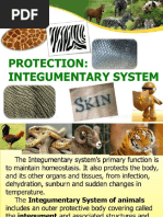 Animal Body Coverings Explained | PDF | Feather | Skin