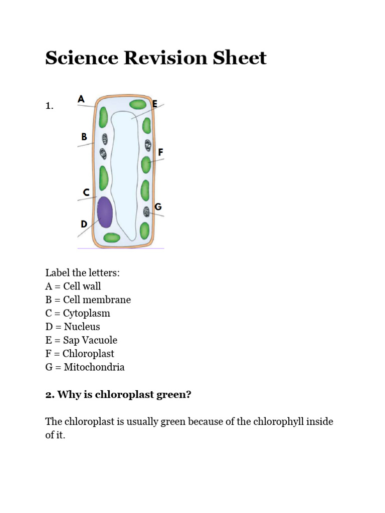 Plant and Animal Cell Revision Guide | PDF | Cell (Biology) | Chloroplast