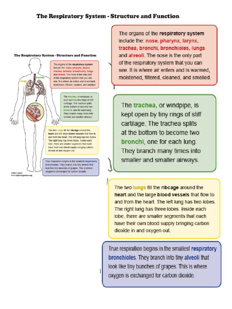 Respiratory | PDF
