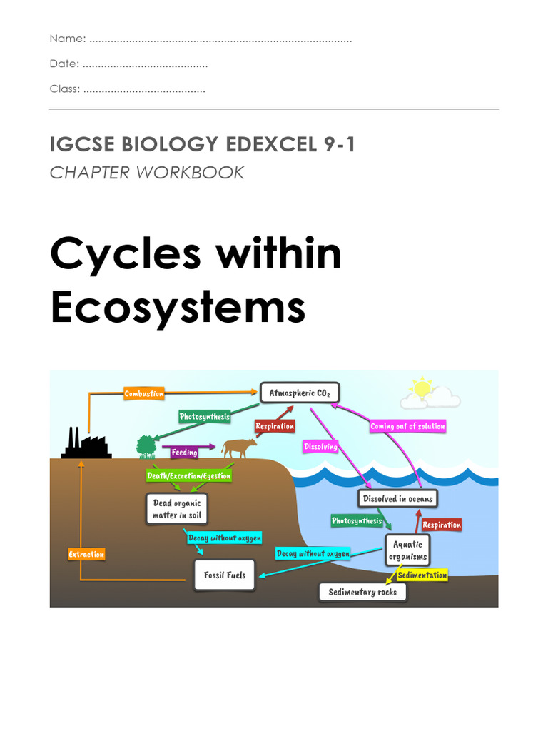 Cycles Within Ecosystems | PDF