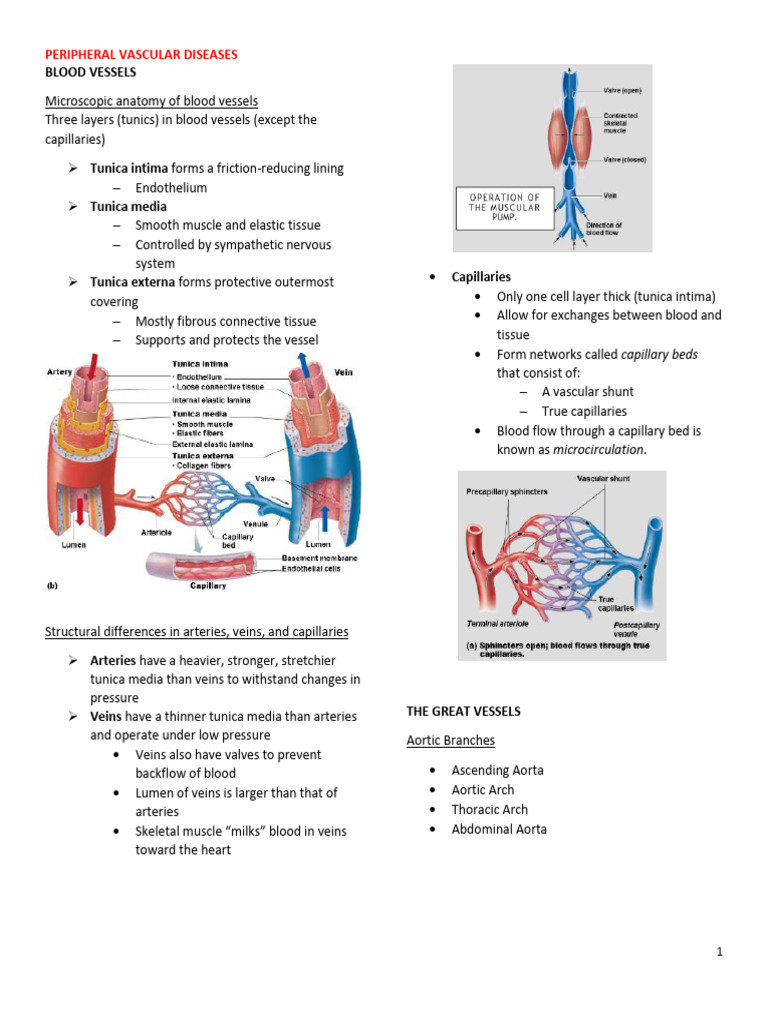 PVD-REVIEWER | PDF | Vein | Artery
