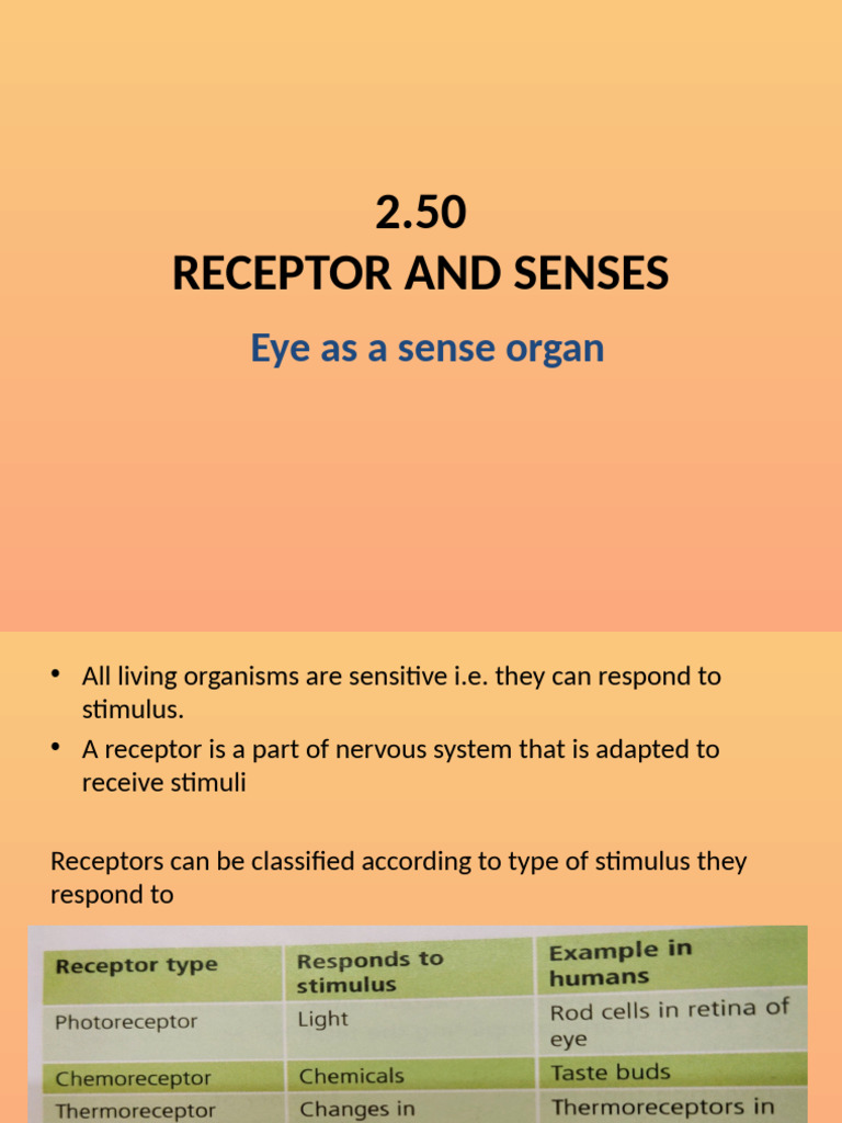 Understanding Eye Structure and Function | PDF | Eye | Senses