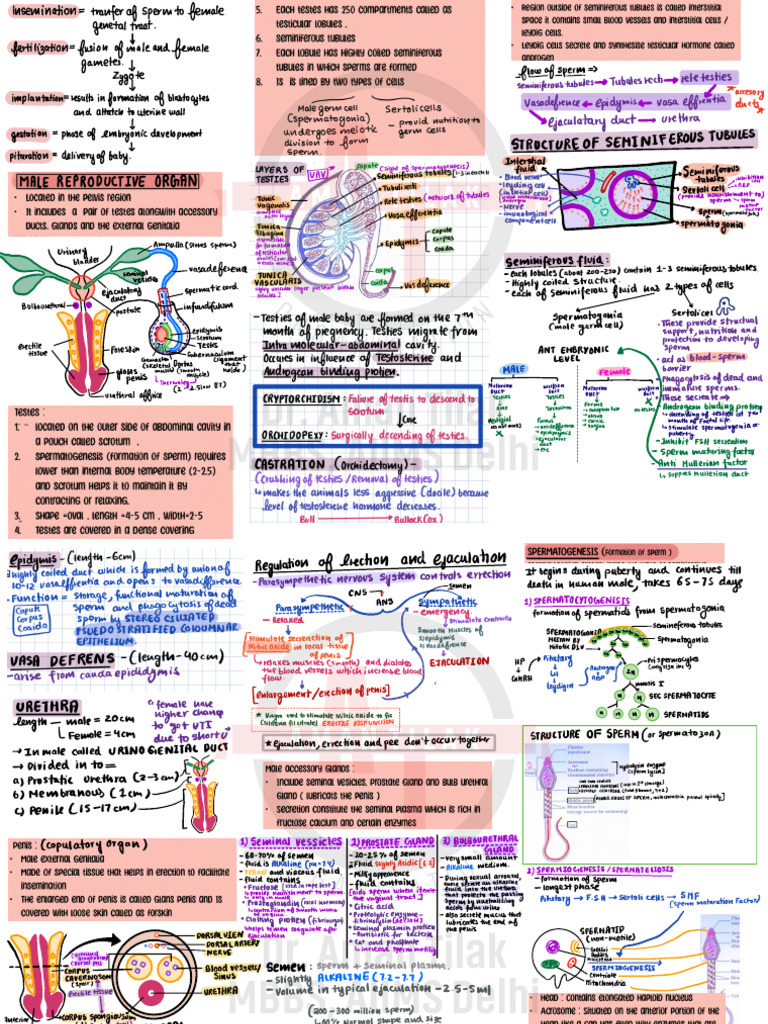 Most Amazing & Concise LMR Human Reproduction | PDF | Fertilisation | Vagina