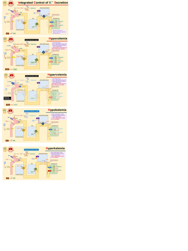 Potassium Summary | PDF
