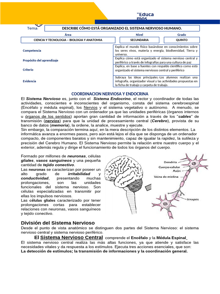 5to-CYT-BIOLOGIA Y ANATOMIA-SISTEMA NERVIOSO-SILVIA CARCAUSTO | PDF | Cerebro | Cerebelo