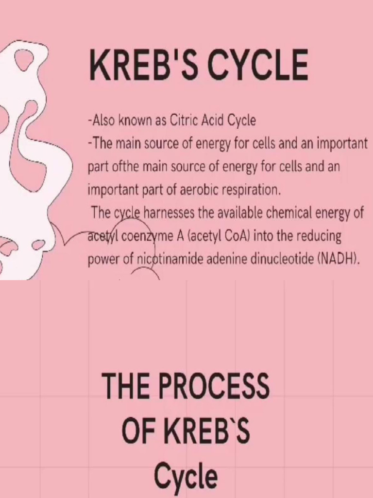 Krebs Cycle | PDF