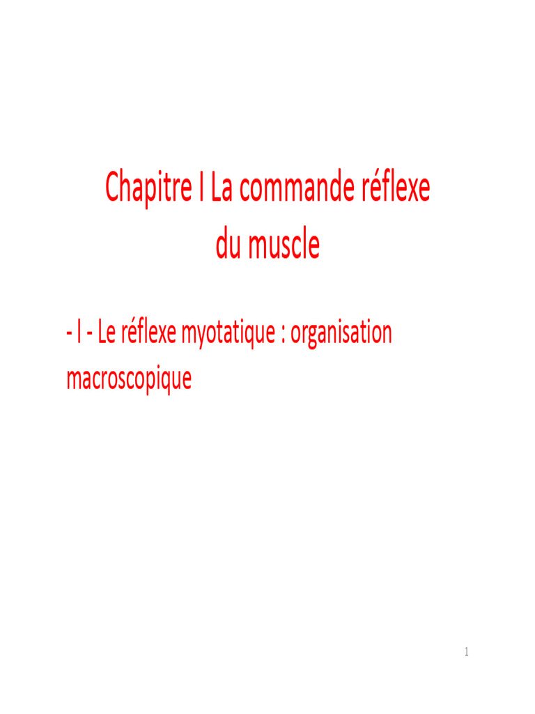 Le Reflexe Myotatique Cours 2 | PDF | Synapse | Nerf