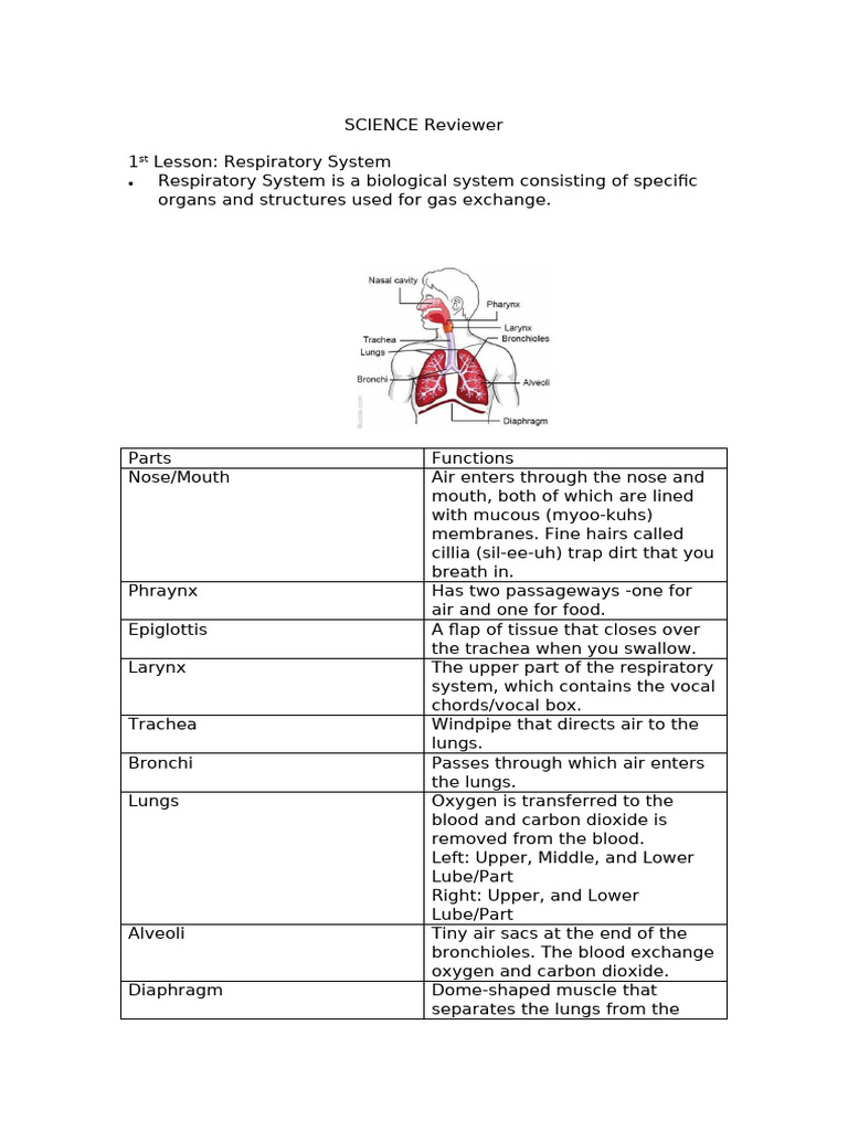 SCIENCE Reviewer | PDF | Cellular Respiration | Respiratory Tract