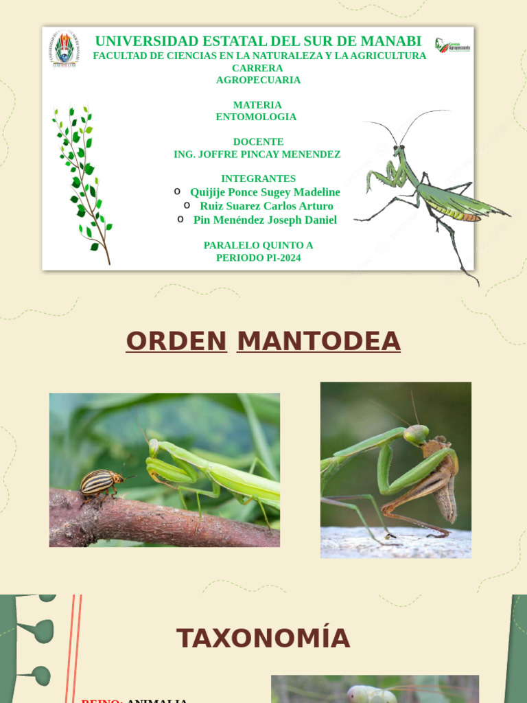 Taxonomía y Morfología del Orden Mantodea | PDF | Insectos | Hexapoda
