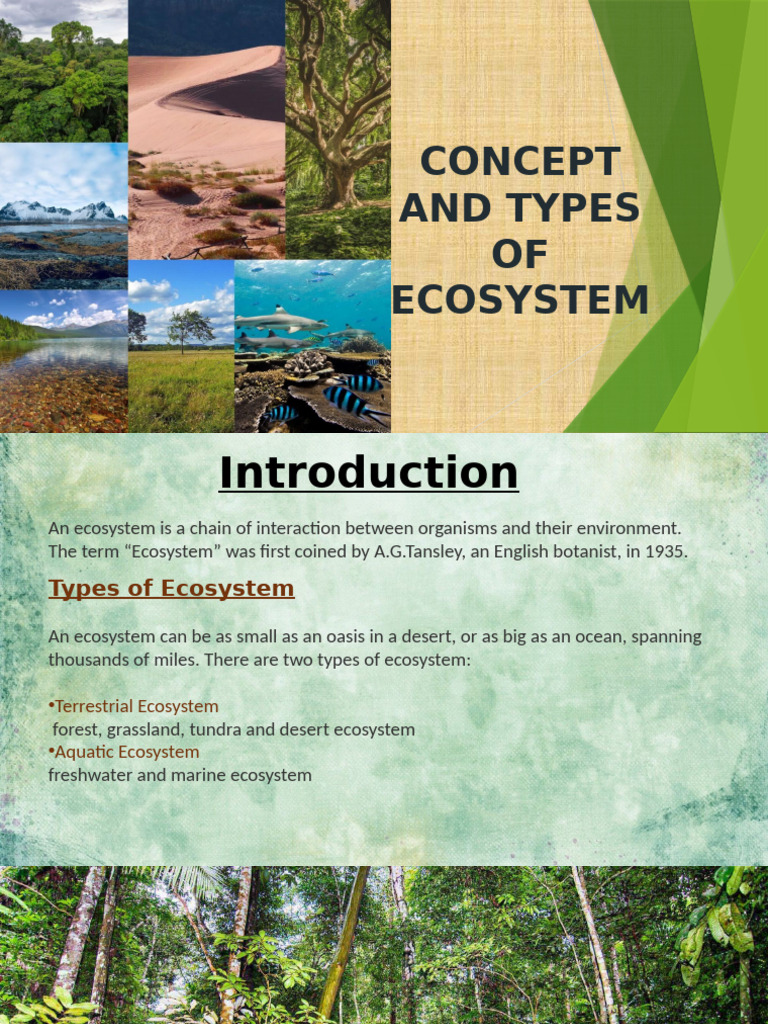 Group 1 - Concept and Types of Ecosystems | PDF | Ecosystem | Grassland