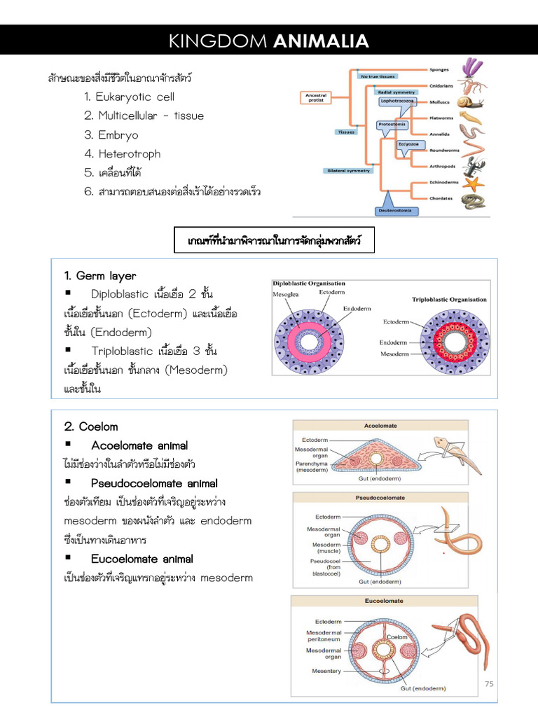 Animalia Part1 67 | PDF