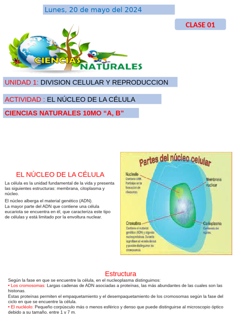 Clase 1 10mo CCNN | PDF